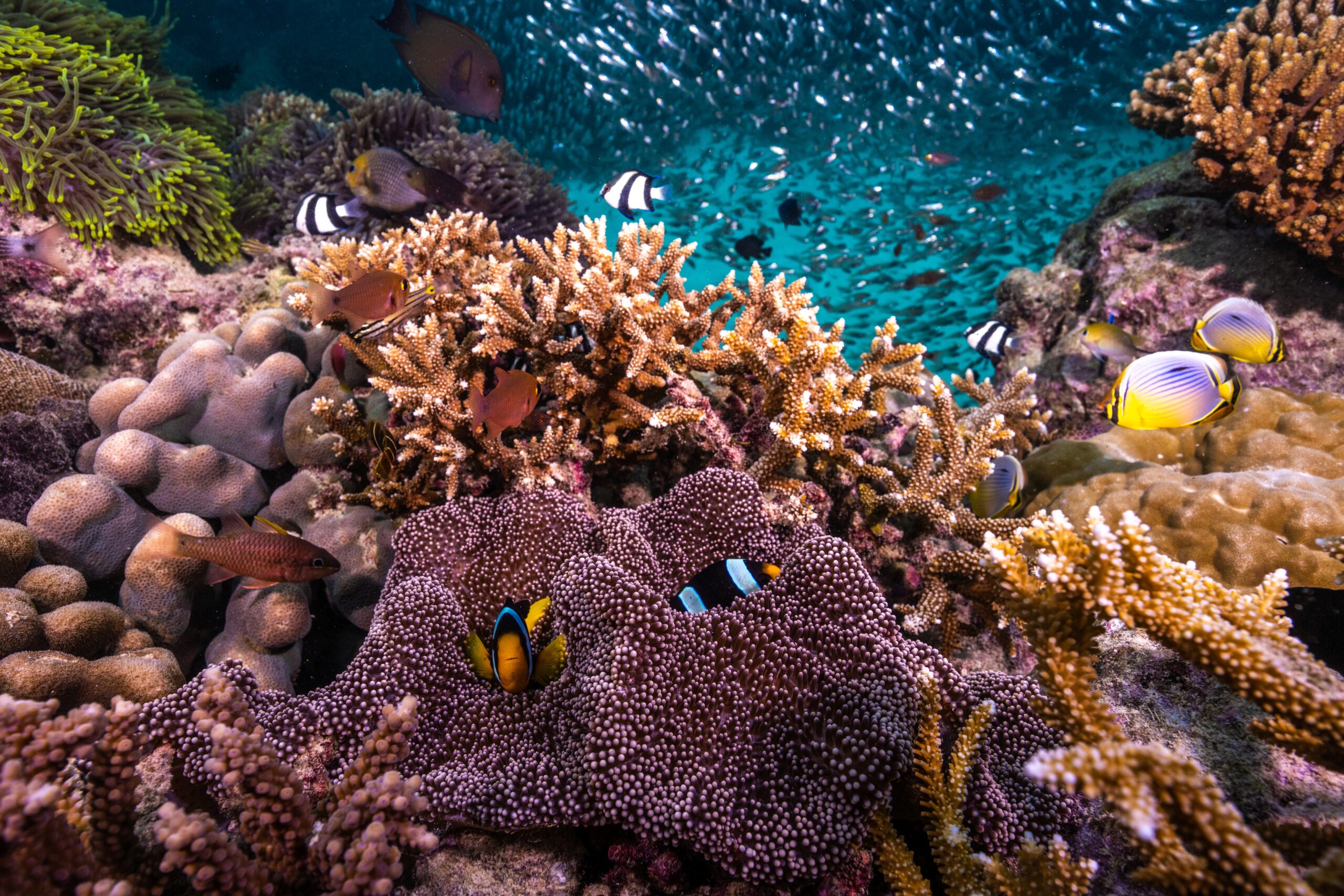 „Wonders of Kihavah“- Die Artenvielfalt der Riffe | PRESTIGE TRAVEL